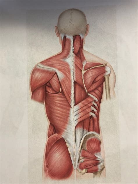 Muscles That Move The Scapula Diagram Quizlet