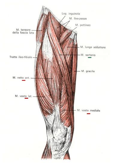 Muscolo Quadricipite Femorale