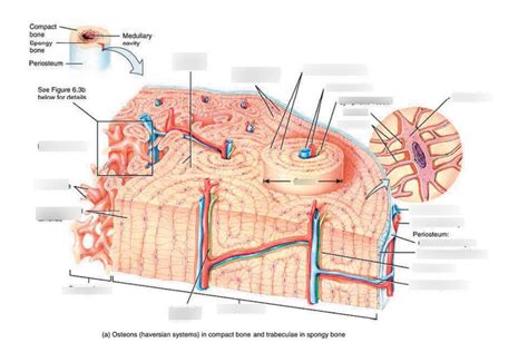 The Structures Associated With Microscopic Anatomy Of A Bone Diagram