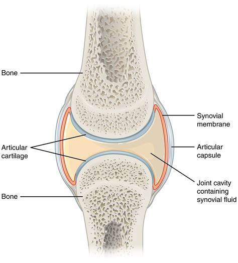 File Synovial Joints Physiopedia