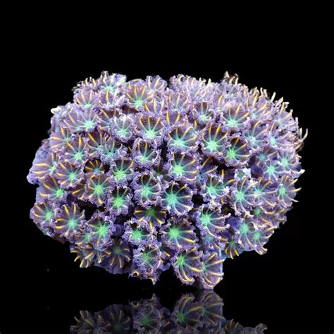 Clavularia Sp Tiny Frag Coralandfishstore Nl