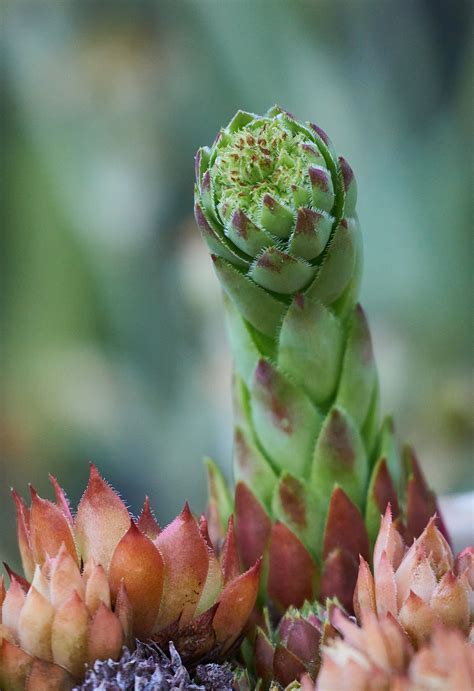Sedum Taman Hias Tanaman Foto Gratis Di Pixabay Pixabay