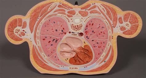 Anatomy Physiology Ii Lab Final Exam Cross X Model Diagram Quizlet
