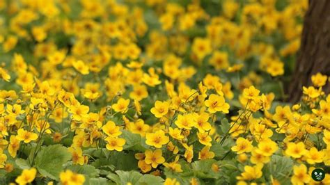 Buttercup Flower Meaning Myth And Symbolism