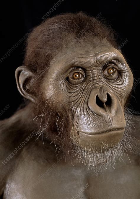 Australopithecus Afarensis Stock Image E437 0125 Science Photo
