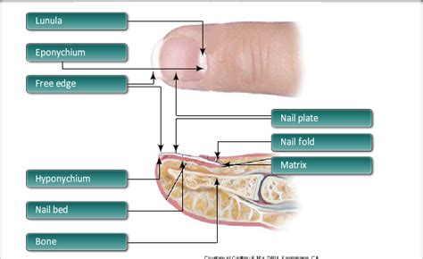 Diagram Structure Of Cross Section Of The Skin And Nails Sch