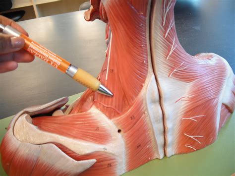 Levator Scapulae Origin Transverse Process Of First 4 Cer Flickr