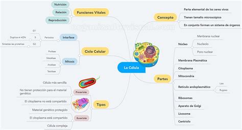 Mapa mental de la Célula Mapas
