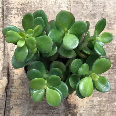 Muda De Jade Suculenta Crassula Ovata Planta Rvore Fortuna Venda Em