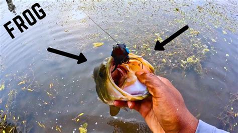 Summertime Frog Fishing For Bass Big Blow Ups YouTube