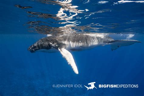 Humpback Whale Snorkeling Big Fish Expeditions