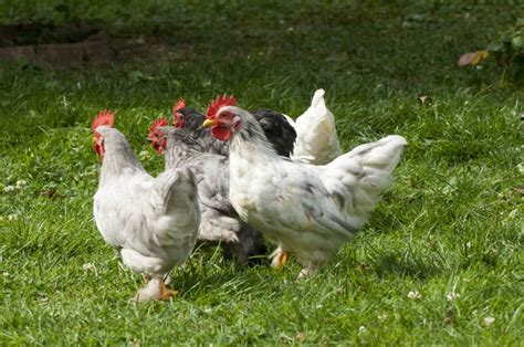 Comment bien choisir une poule pondeuse qualités et races Poule