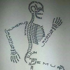 Bones Of Our Body MEDizzy