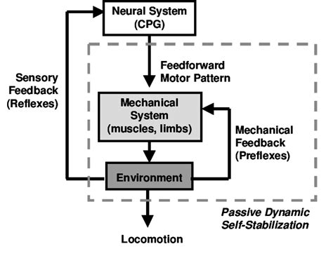 suggested roles of a feedforward motor pattern preflexes and sensory download scientific