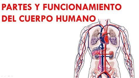 PARTES Y FUNCIONAMIENTO DEL CUERPO HUMANO 2 2 YouTube
