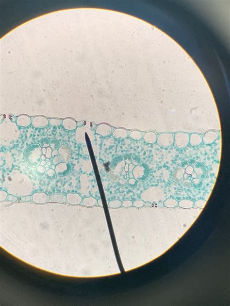 Monocot Leaf Diagram Quizlet