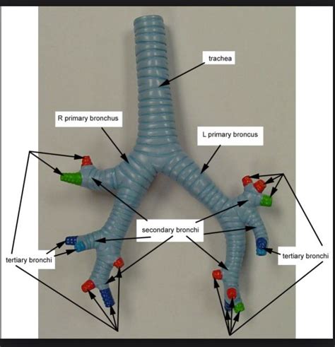Bronchial Tree Science Projects School Readiness Anatomy And Physiology