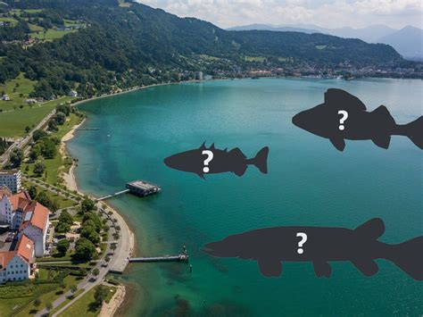Woher Wir Wissen Welche Fische Im Bodensee Leben VOL AT