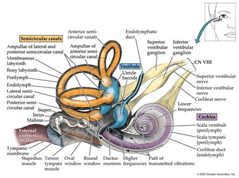Neuro Visual And Vestibular Systems Flashcards Quizlet