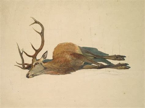 A Drawing Of A Deer Laying Down On The Ground