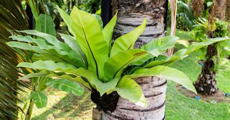 Birds Nest Fern Asplenium Nidus Large Glossy Leaves Fronds Form A