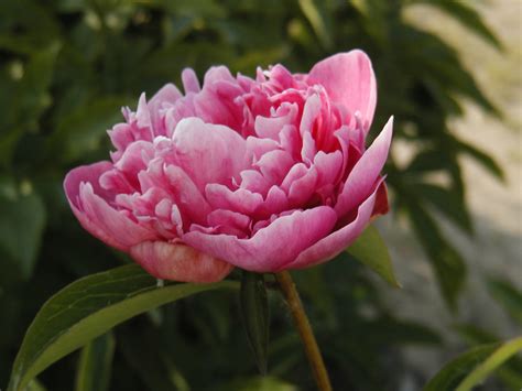 Photos Des Fleurs De Printemps L Atelier Des Fleurs