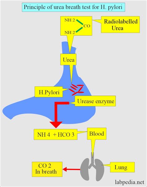 Urease Breath Test