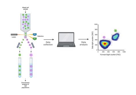 Extracting Knowledge From Flow Cytometry Data HiLIFE Trainees