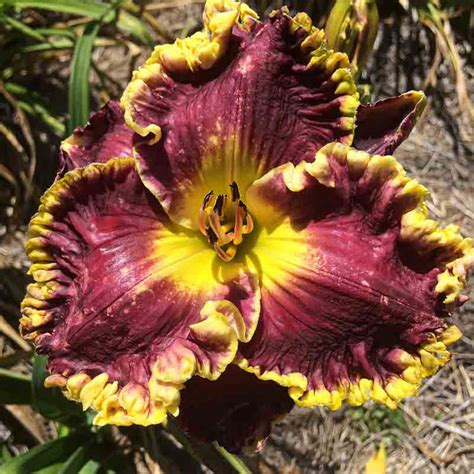 Bella Note Mountain View Daylily Nursery