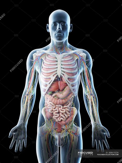 Human Male Body Anatomy And Organs Pack Human Body Organs Diagram