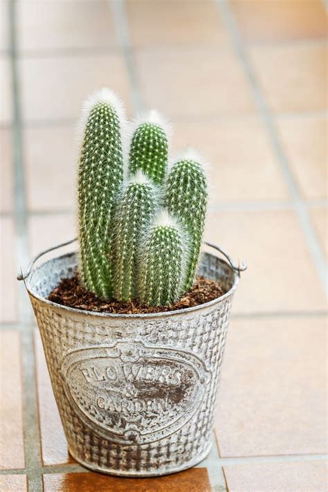 10 Cactus Plants To Add To Your Indoor Collection Artofit