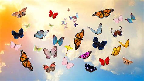 Group Of Butterflies Flying In The Sky Butterfly Flying HD Wallpaper