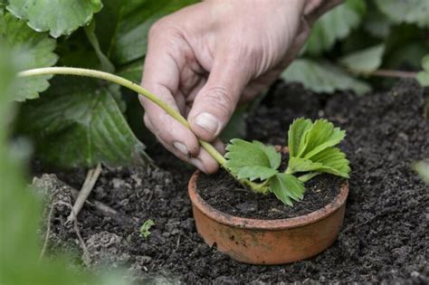 Wanneer Aardbeien Planten Voor Een Zoete Oogst My Nature Buddy