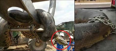 Largest Anaconda Snake Ever Found
