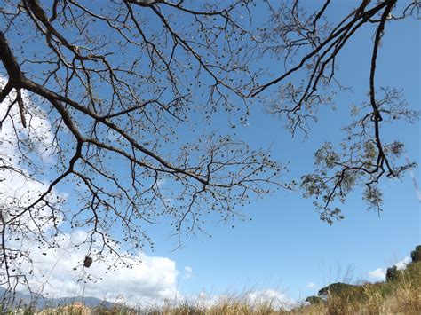 Free Images Tree Nature Branch Winter Sky Leaf Flower Frost