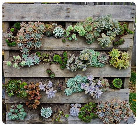 Ways Of Creating An Enchanted Succulent Garden In Your Backyard