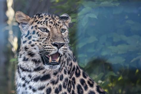 Panthère de l Amour Big cats Jaguar leopard Amur leopard