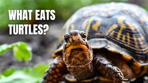 Turtle Predators What Eats A Turtle Youtube