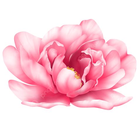 Free Psd PNG Transparent Pink Watercolor Flowers Free Png And Psd