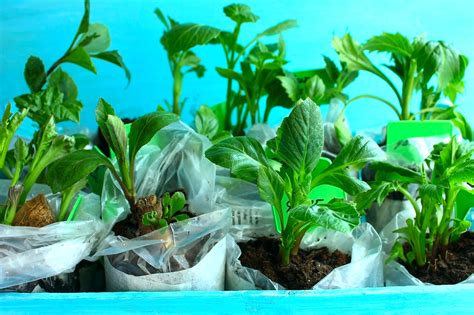 C Mo Cultivar Dalias Gu A Completa