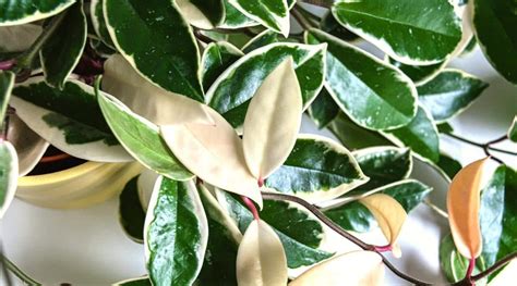 How To Plant Grow And Care For Hoya Krimson Queen