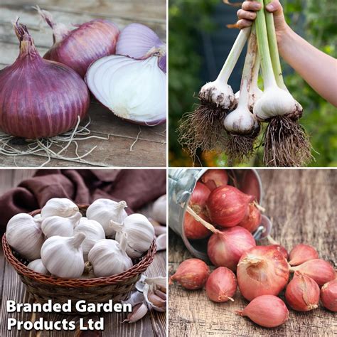 Bumper Spring Planting Collection Onion Shallot Garlic Thompson