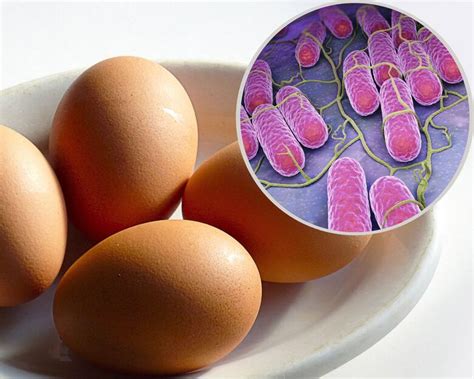 Salmonella to groźna bakteria nie tylko z żywności Zobacz jakie są