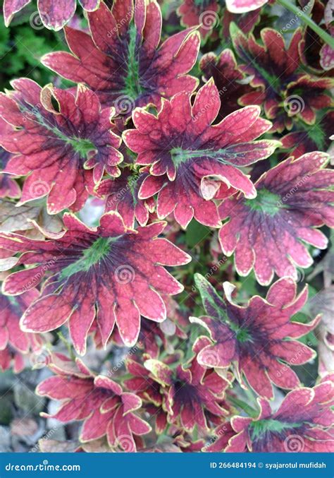 Coleus Reddish Or Purple Leaves Known As Plectranthus Scutellarioides