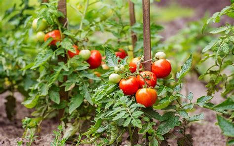 Plants That Look Like Tomato Plants Yewanorlando