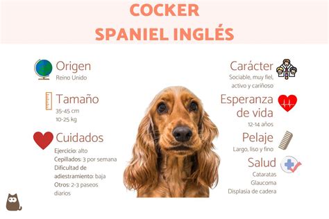 temerario Remisión dirección cuanto pesa un cocker adulto ir a buscar