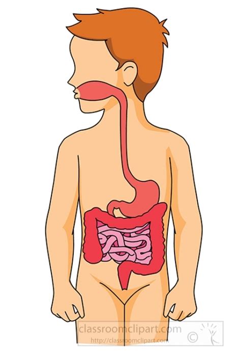 Human Body Clip Art By Phillip Martin Digestive System Chart Clip