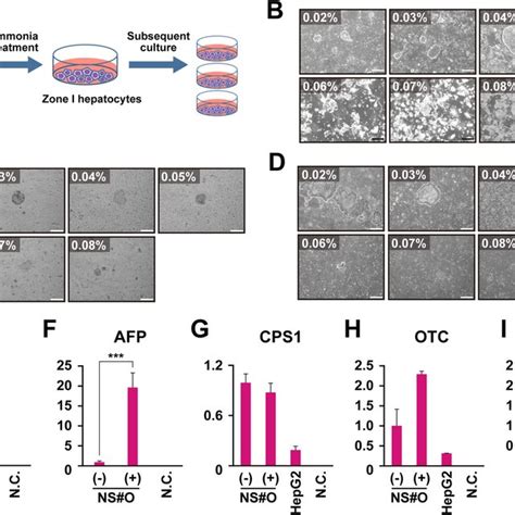 Ammonia Selection Of IPSC Derived Hepatocyte Like Cells A Scheme For