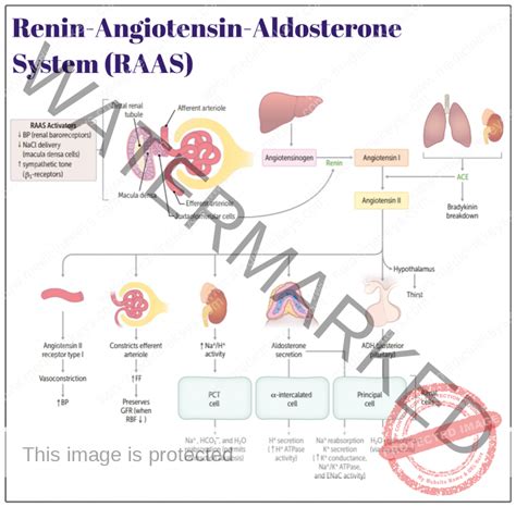 Renin Angiotensin Aldosterone System Medicine Keys For Mrcps