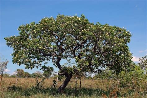 Pin de r on al d o em cerrado inspo Pé de pequi Hortas verticais Biomas